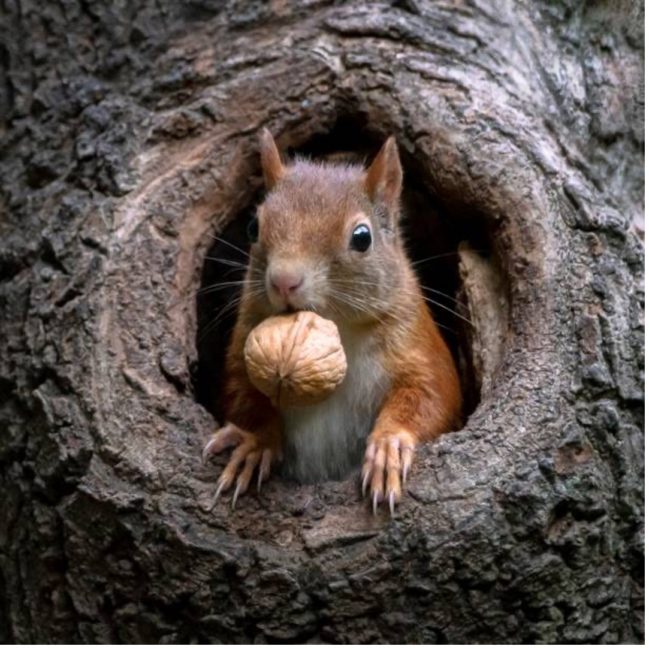 The Importance Of Plants to the Environment → Green Habitat Initiative